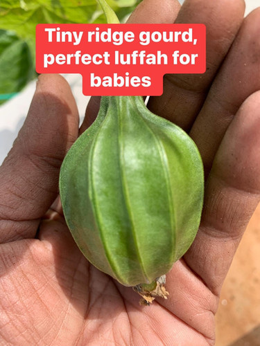 CLUSTER RIDGE GOURD | Bokashi Mart