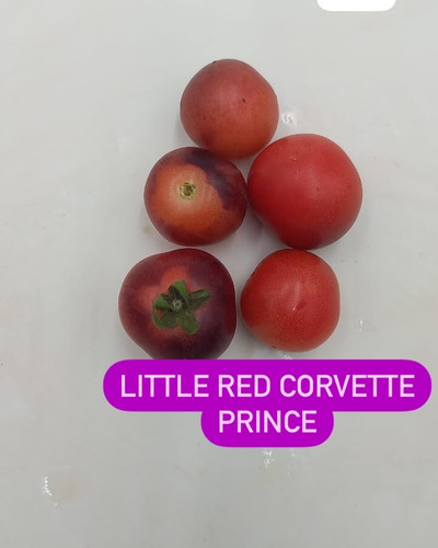 LITTLE RED CORVETTE PRINCE/WT-350 | Bokashi Mart