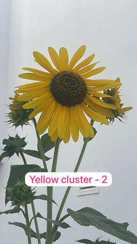 SUNNY GEM SUNFLOWER | Bokashi Mart