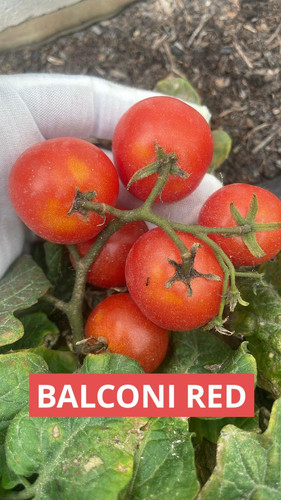 BALCONI RED - MICRODWARF TOMATO/WT73 | Bokashi Mart