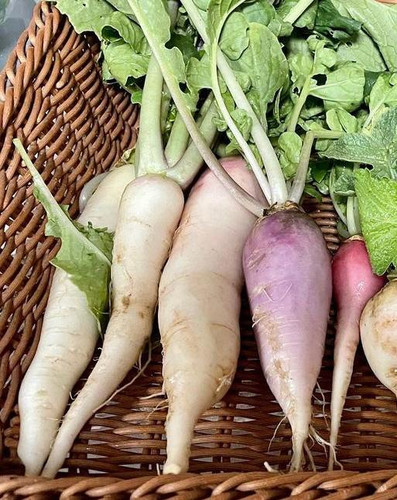RADISH (MIX COLOURS) | Bokashi Mart
