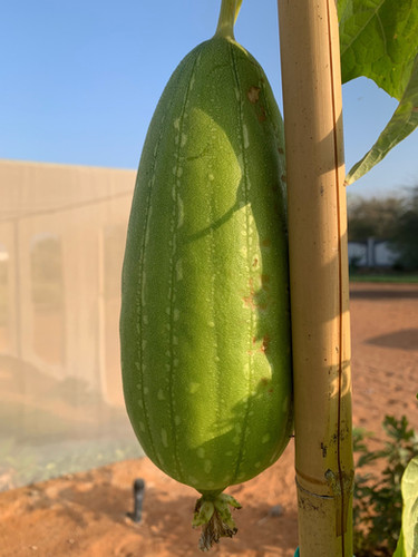 WHITE FAT SPONGE GOURD | Bokashi Mart