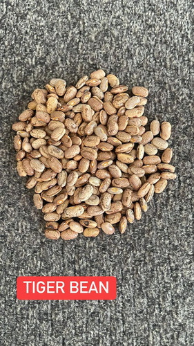 TIGER BEAN/FB48 | Bokashi Mart