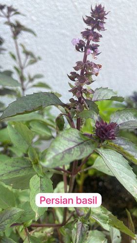 PERSIAN BASIL | Bokashi Mart