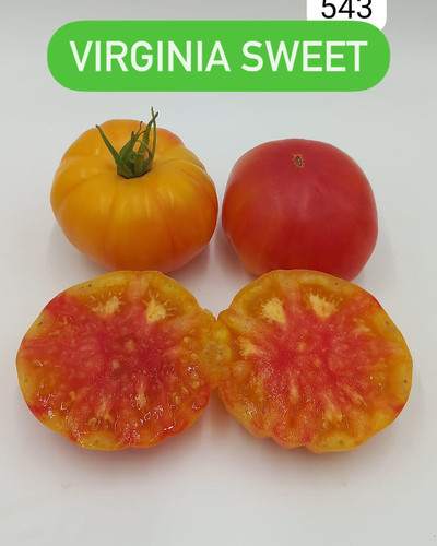 VIRGINIA SWEET/WT-543 | Bokashi Mart