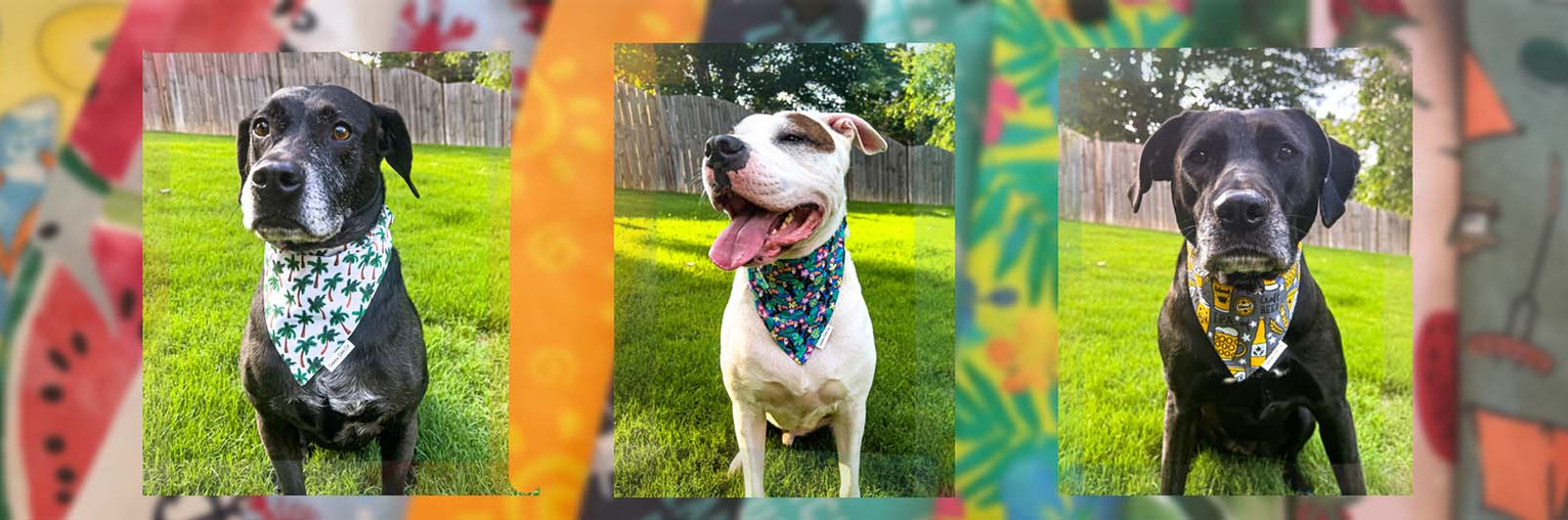 Elastic dog bandanas | Shark Dog Co.