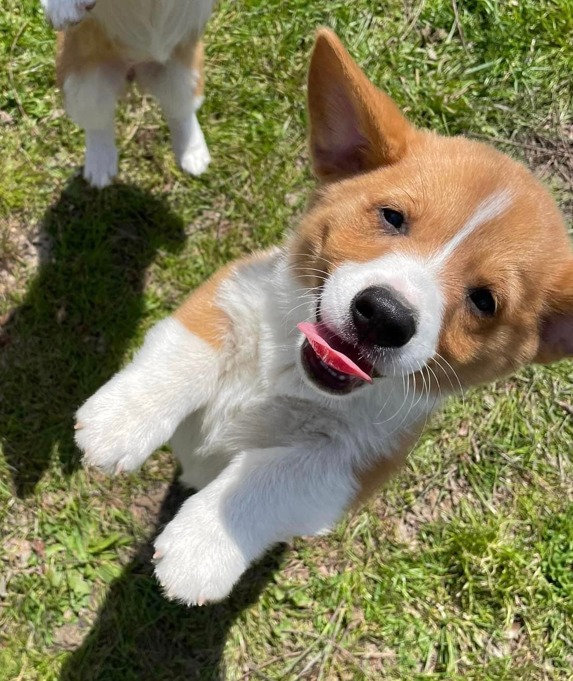 Our Puppies | Ashmore Corgis