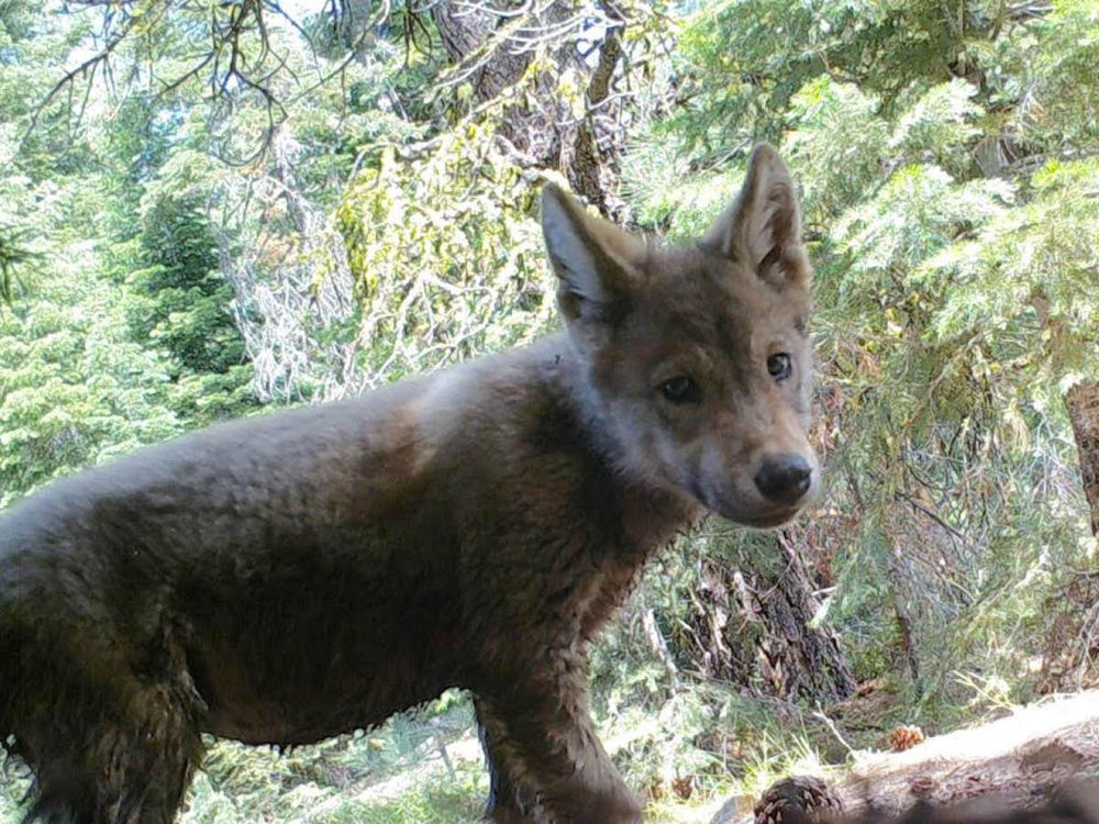 California Wolf Families Grow