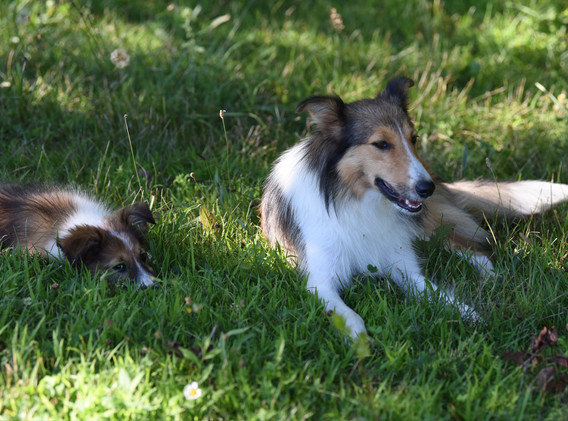 Puppies Available | Red Fern FarmCollies