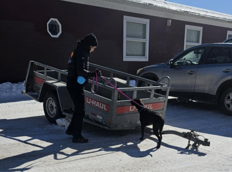 Alert K9 | Scent Detection | Dog Training