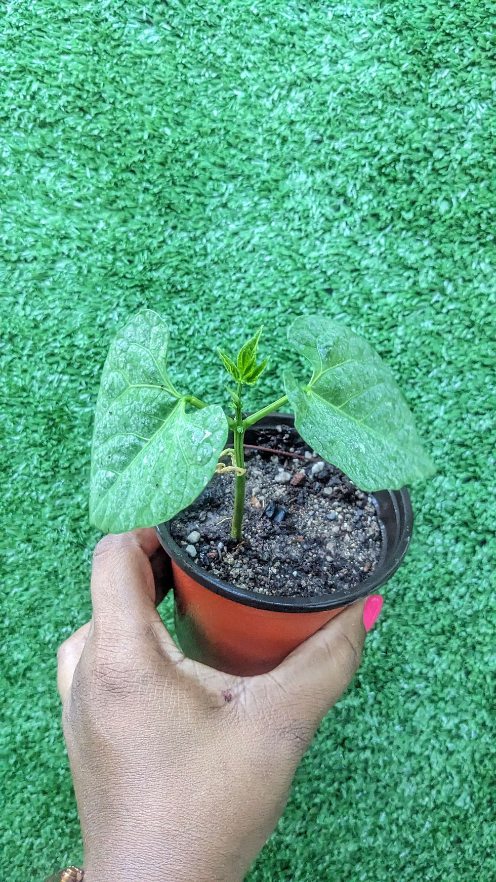 Vegetables | Growwithhoneybee