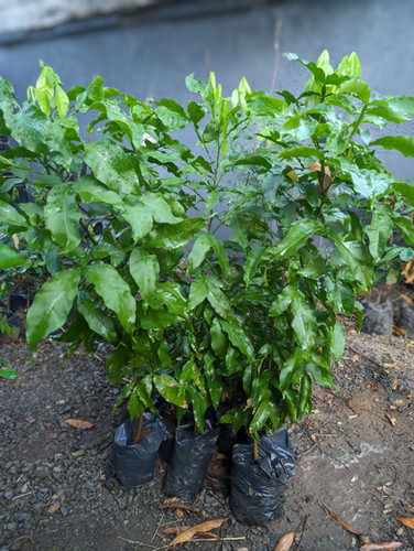 Guinep (large) | Growwithhoneybee