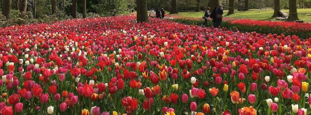 WalkEurope Holland & Belgium Tulip Time Garden Tour