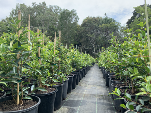 Home | Mackay Tree Farm