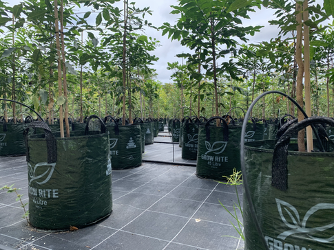 Home | Mackay Tree Farm