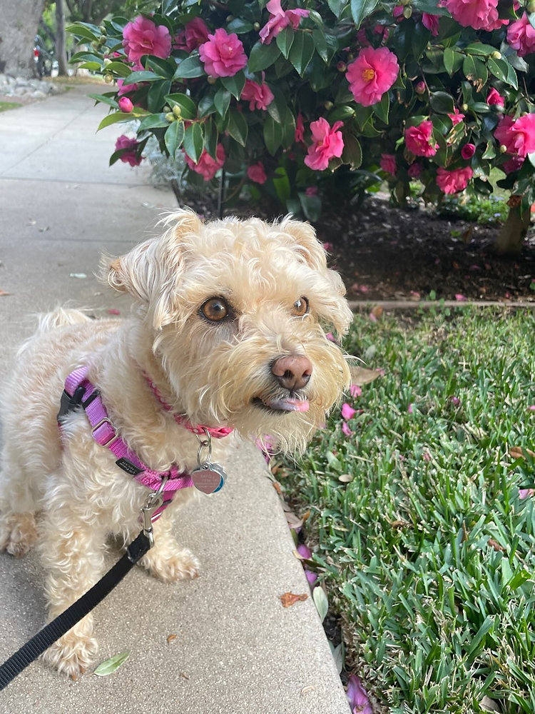 A Closer Look at the Emerging Dog Respiratory Illness