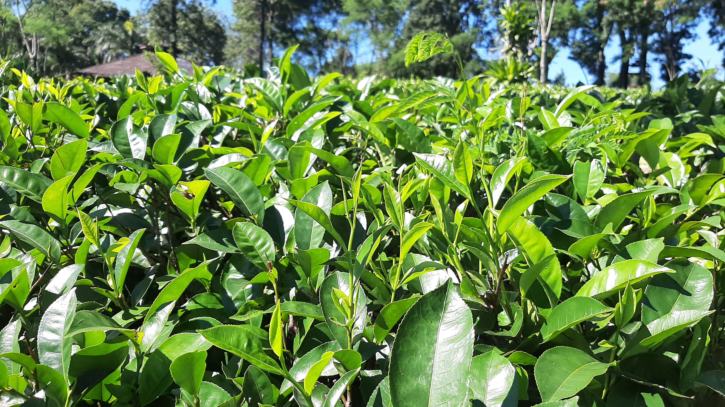 The history of the Wonosari tea plantation in Malang during the ...