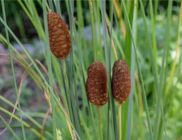 Cattail | Backyard Oasis