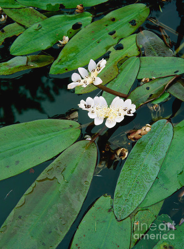 Water Hawthorne | Backyard Oasis