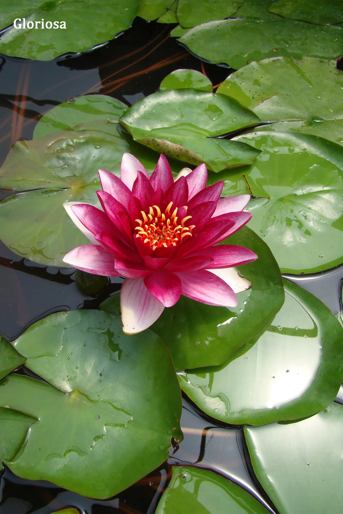 Red Hardy water lilly - bareroot | Backyard Oasis