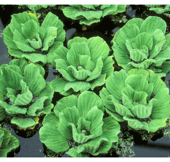 Water Lettuce | Backyard Oasis