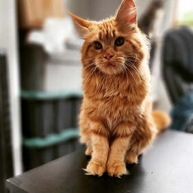 WVCoons | Maine Coons