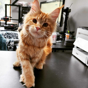 WVCoons | Maine Coons