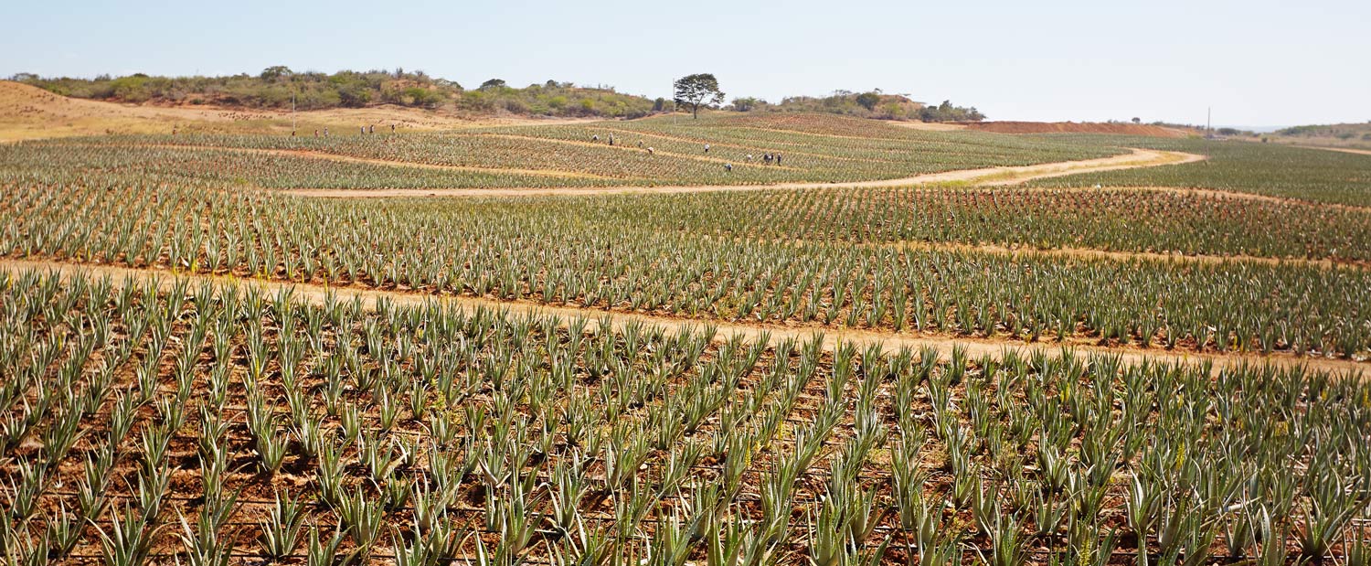 Aloe Vera Pour Tous | Aloe Vera Forever Living | Bienfaits & Vertus