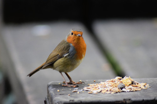 Robin eating Seeds | Jimmy Carter
