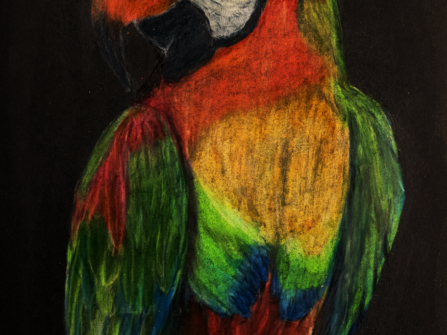 Red Macaw Parrot | Unigon Illustrations