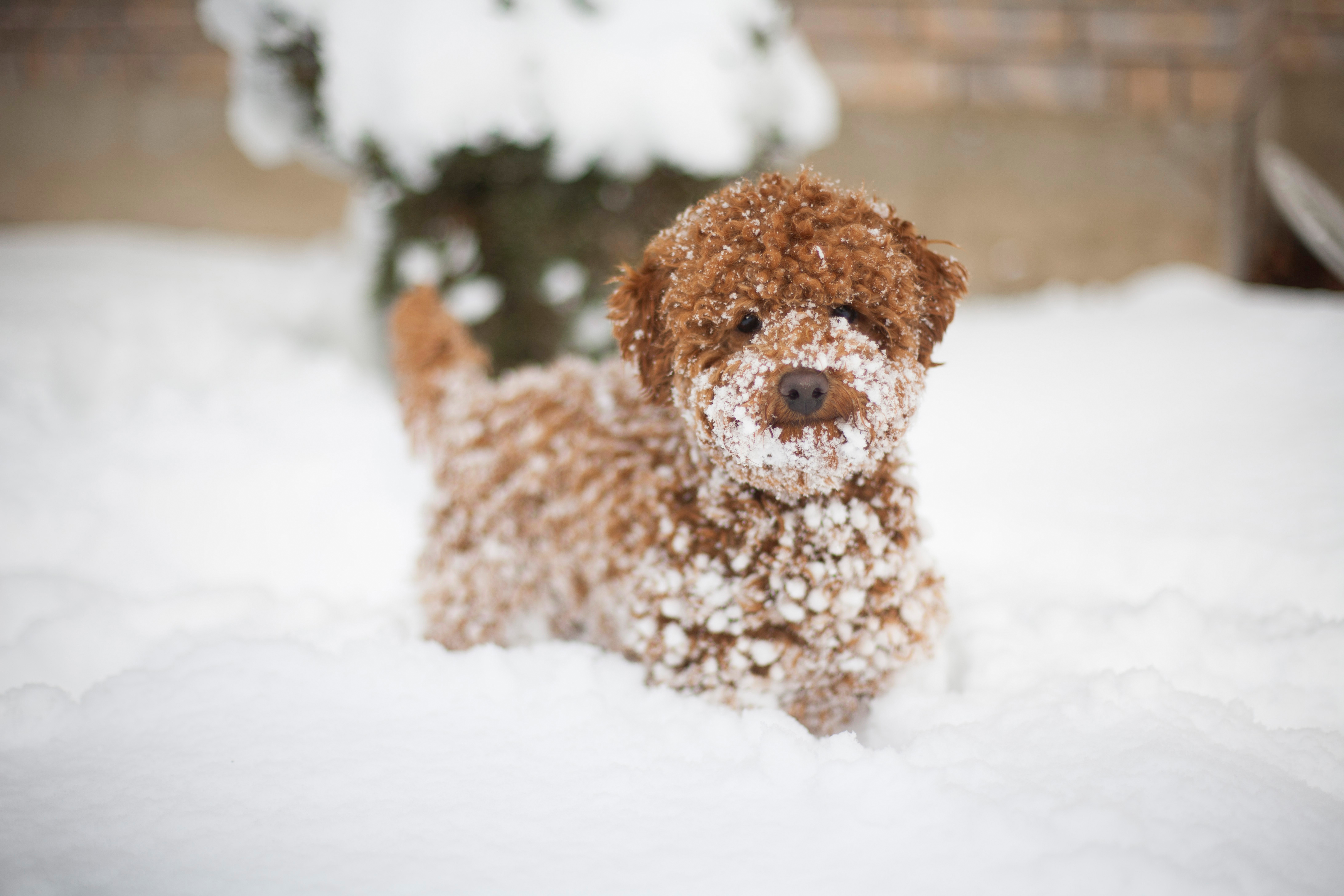 Snowfire Doodles | Mini Goldendoodles | Utah
