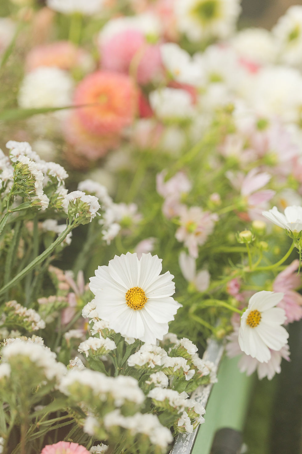 Grace Gardens | Buy Local Flowers Wichita Kansas