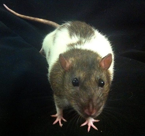 Parap & Palmerston Vets | Our Patients