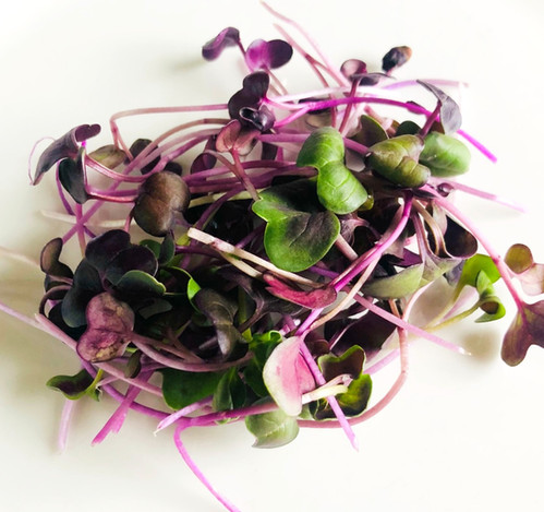 Radish Micro | Fernside Microfarm