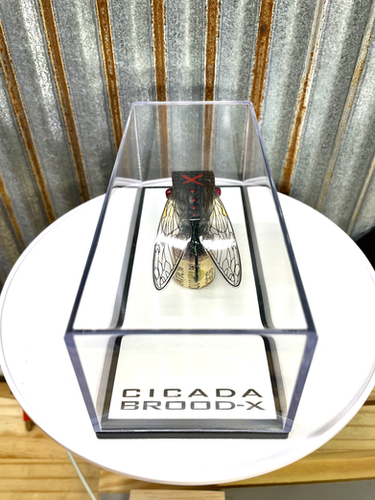 Brood X Cicada Hand Made 6/0 Balsa Popper Display | Boneyard Fly Gear