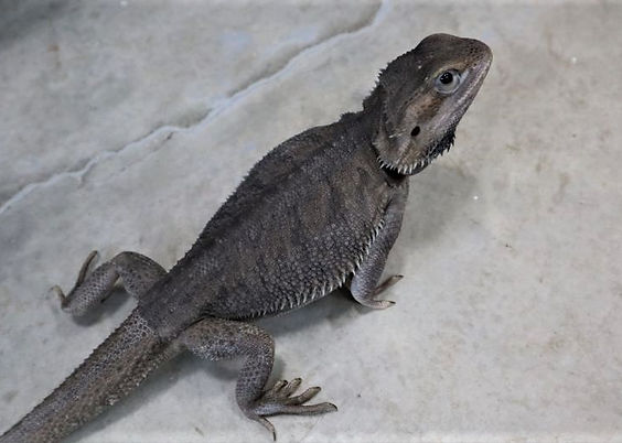 black bearded dragon morph
