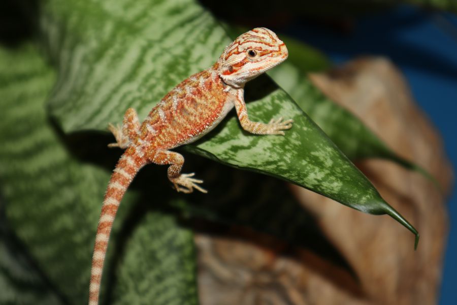 23 more Baby Beardies now available!