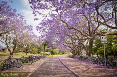 Jacaranda season in Brisbane