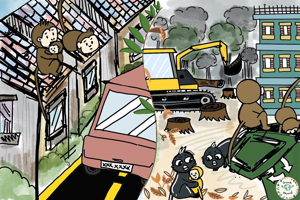 Deforestation Threatening the lives of Urban Primates