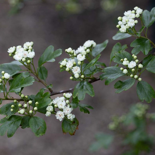 Crataegus x media ‘Plena’ | Hawthorn | Bowhayes Trees