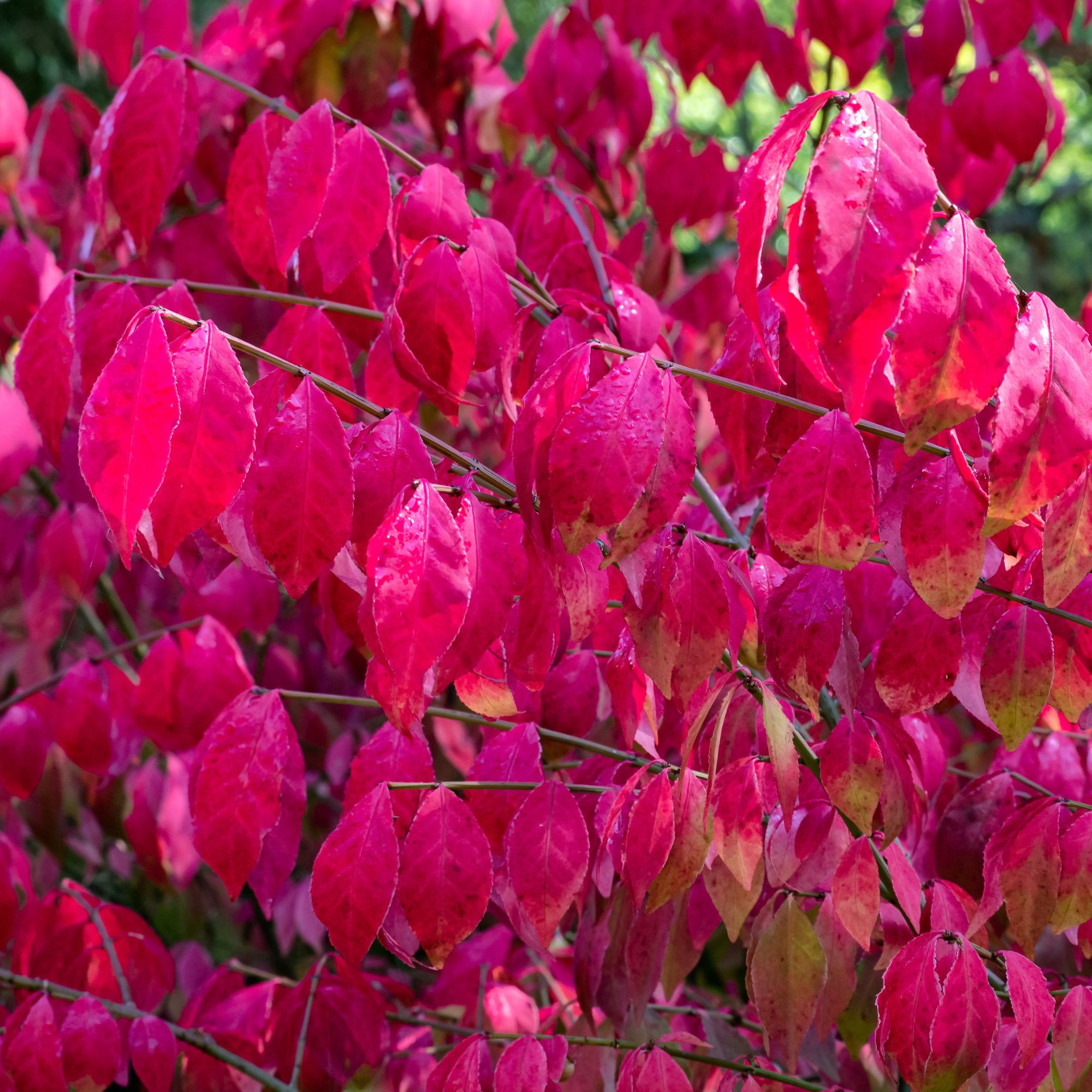 euonymous-alatus-compactus-compact-winged-spindle