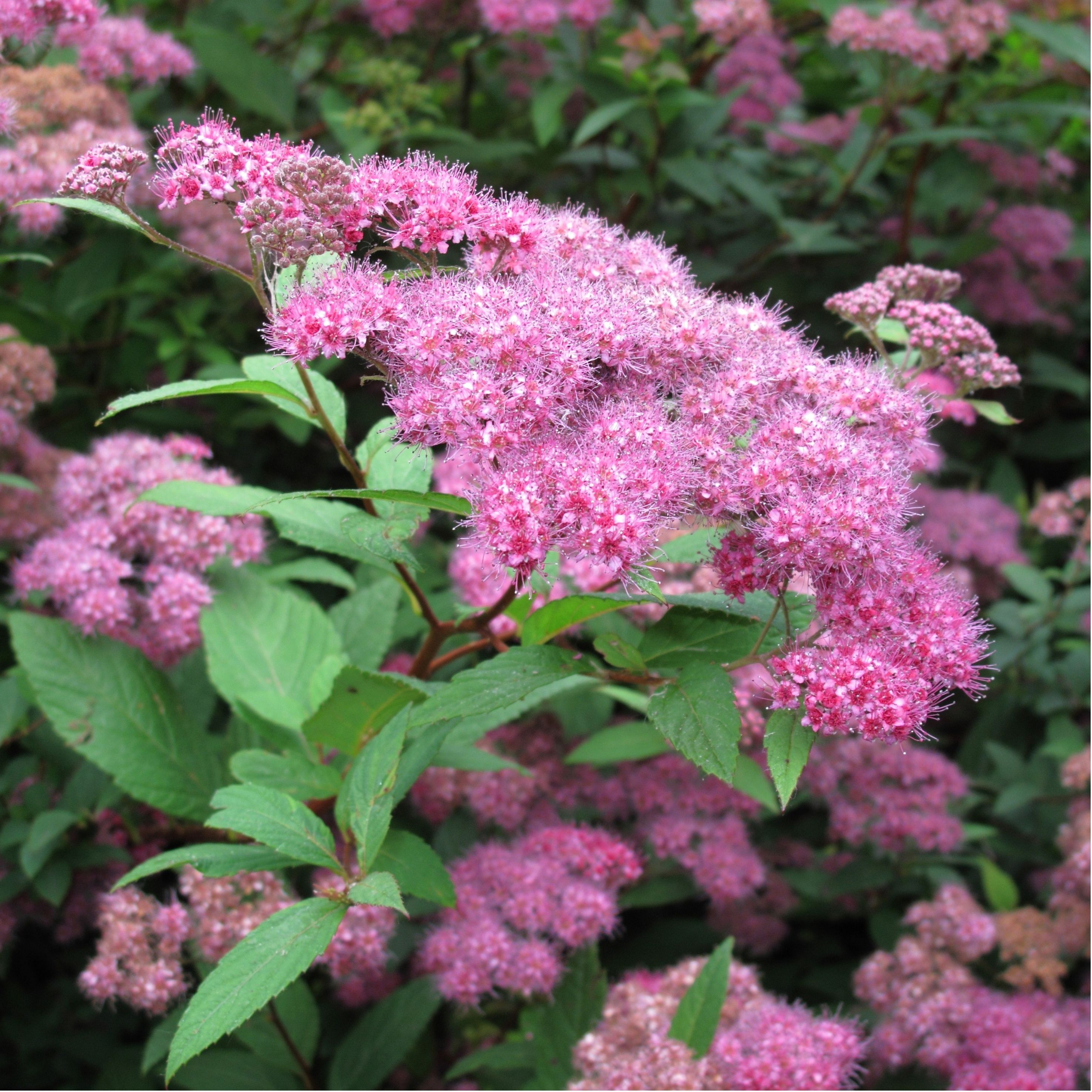 spiraea-candlelight-japanese-spiraea