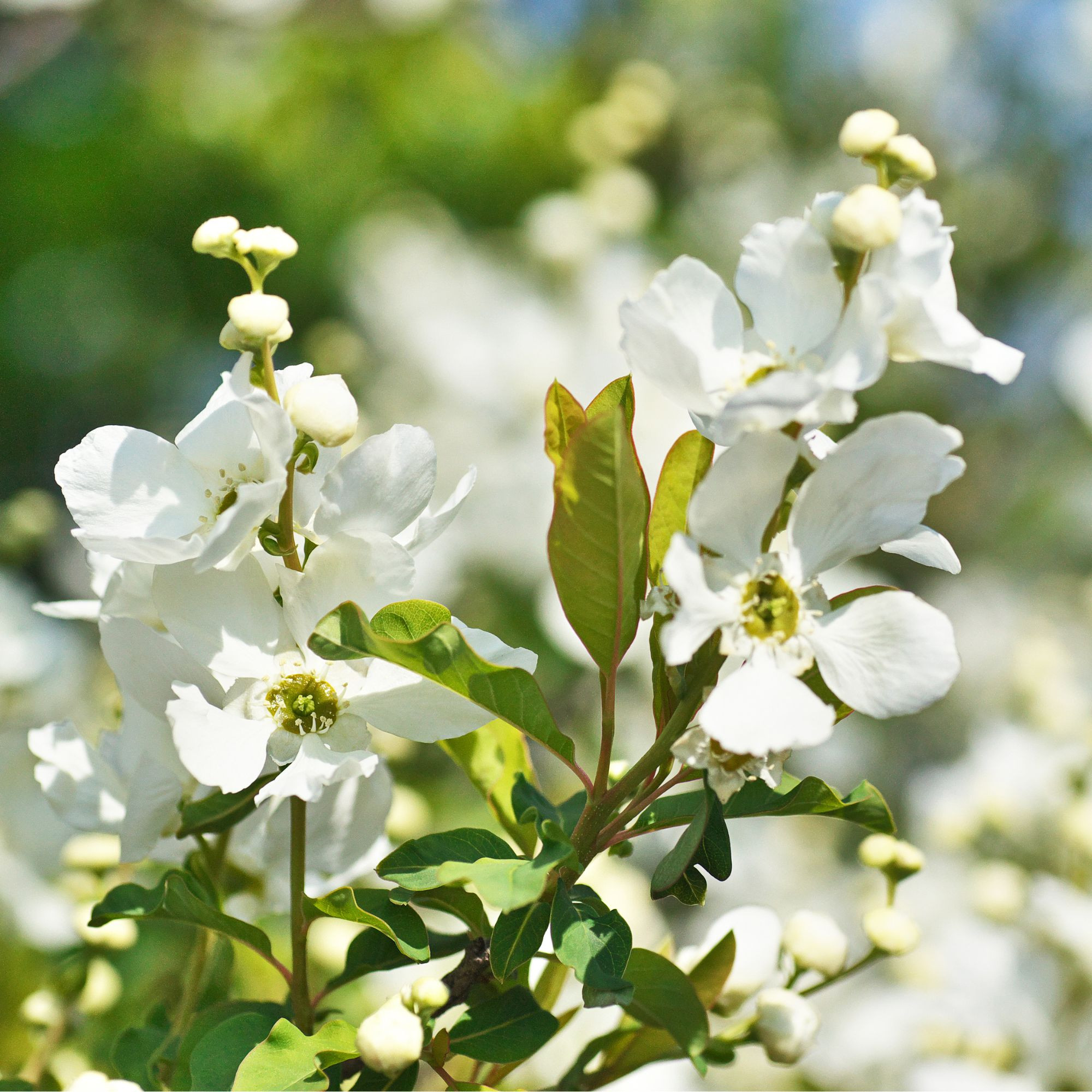 exochorda-serratifolia-snow-white-pearl-bush