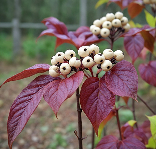 Cornus alba 'Kesselringii' | Kesselringii Dogwood | Bowhayes Trees