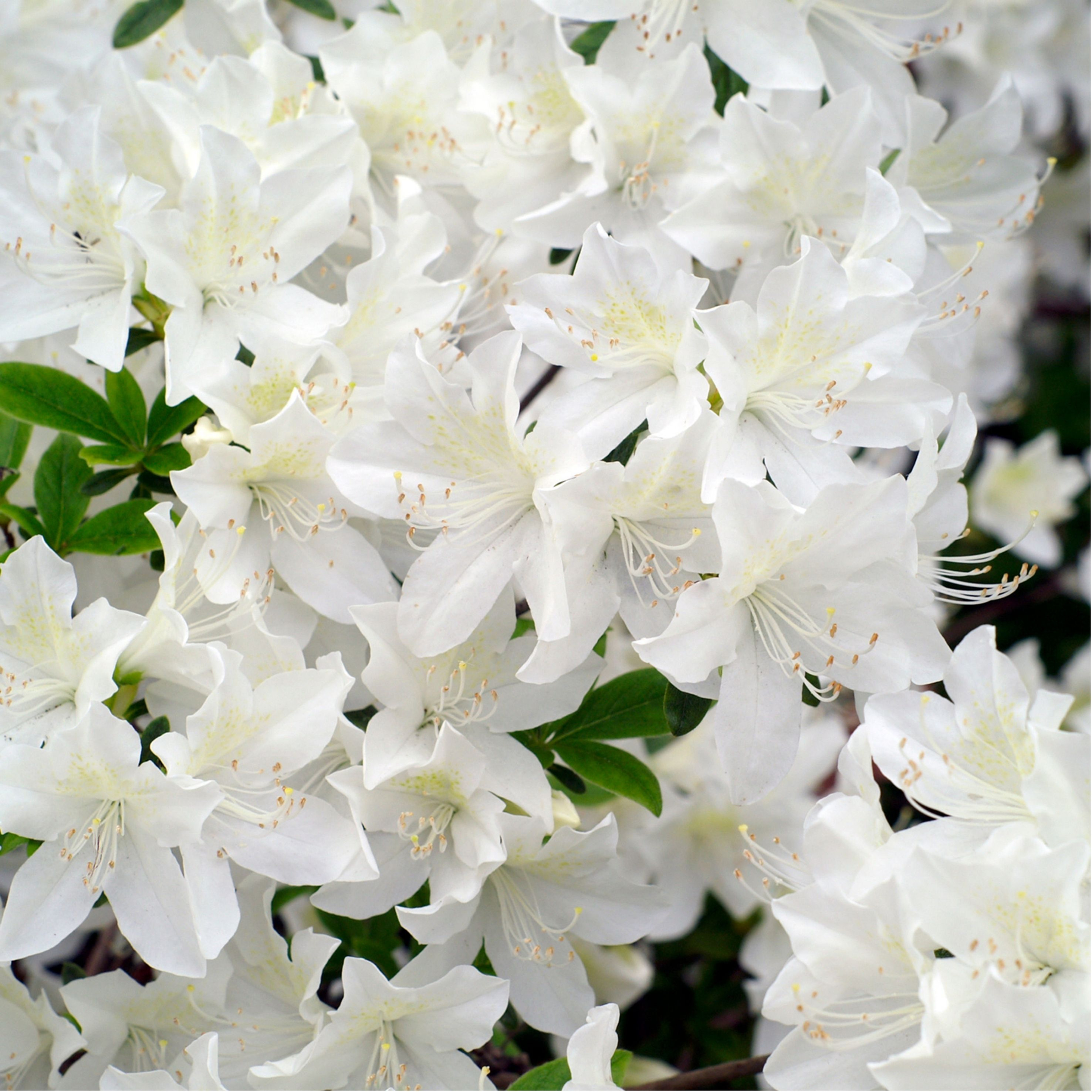 azalea-japonica-pleasant-white-azalea