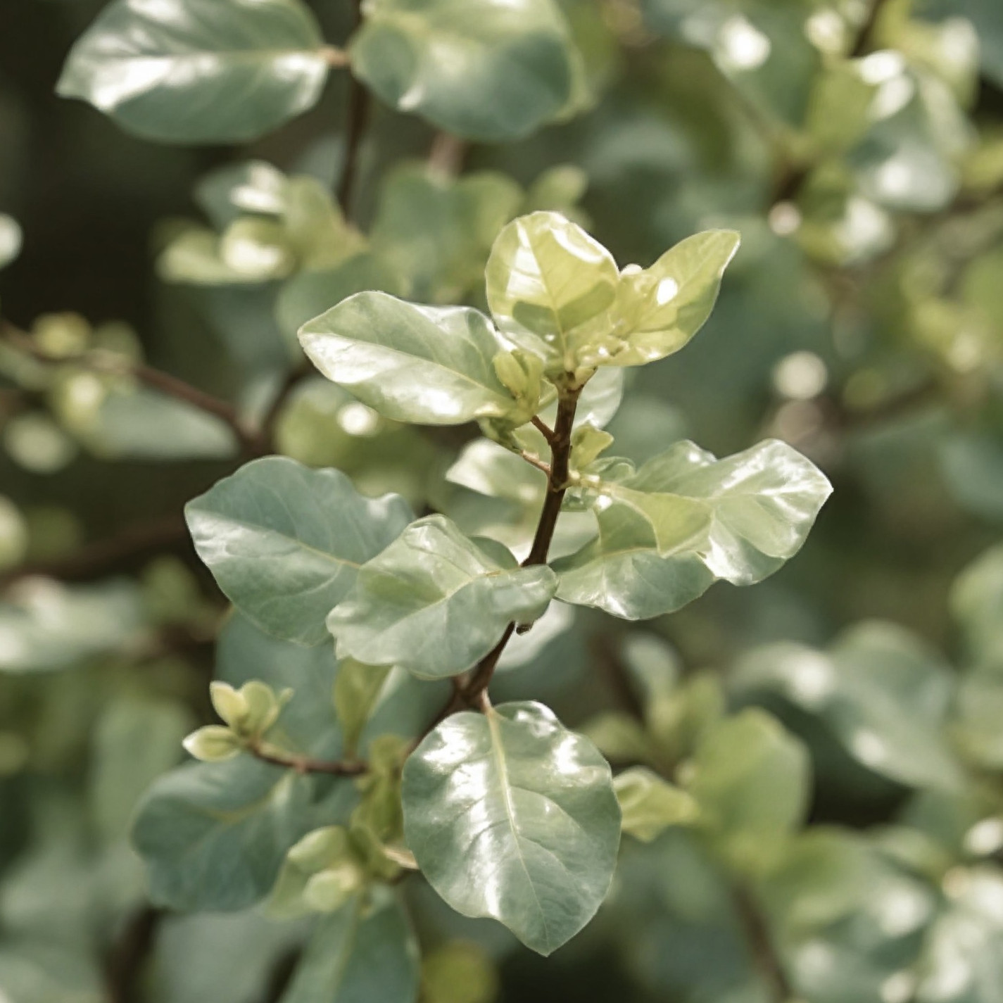 pittosporum-tenuifolium-wrinkled-blue-tawhiwhi