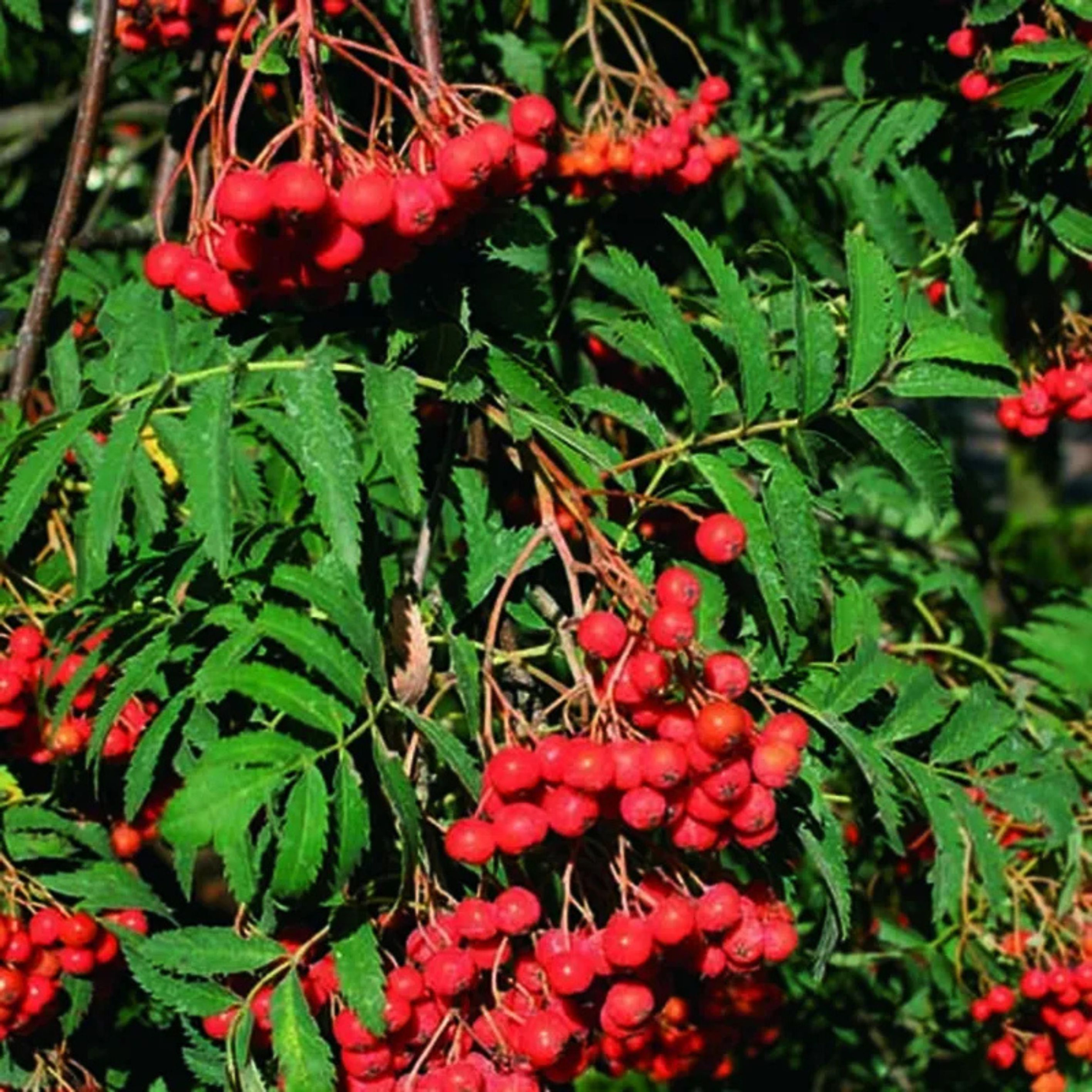 sorbus-aucuparia-asplenifolia-rowan-tree-bare-root
