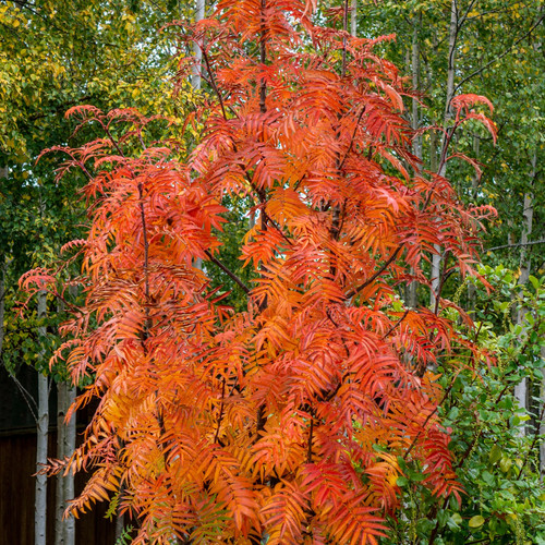Sorbus 'Dodong' | Korean Mountain Ash | Bowhayes Trees