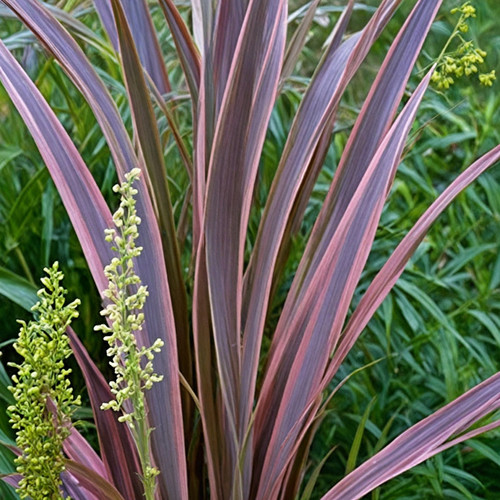 Phormium 'Pink Stripe' | New Zealand Flax | Bowhayes Trees