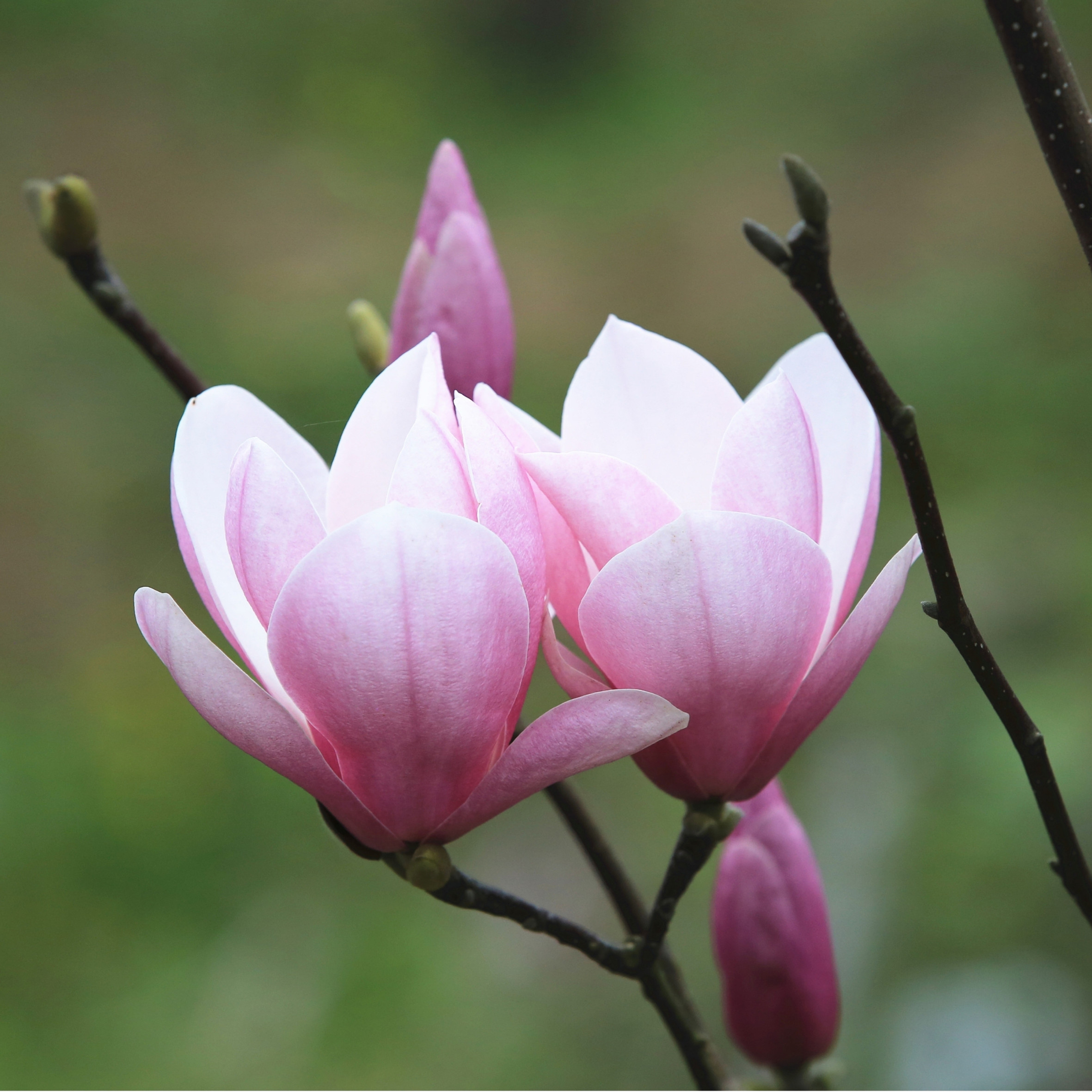 magnolia-heaven-scent